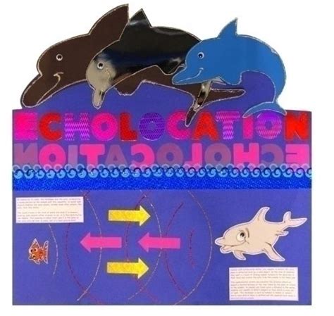 Make A Science Poster Echolocation Project Biological Sonar Poster