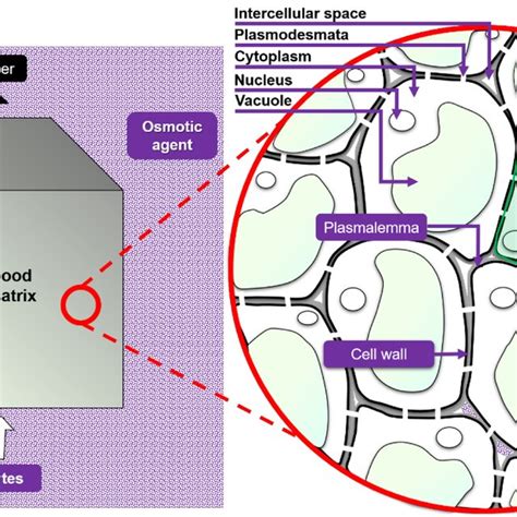 Mass Transfer During Osmotic Dehydration Of Fruits And Vegetables Process Factors And Non