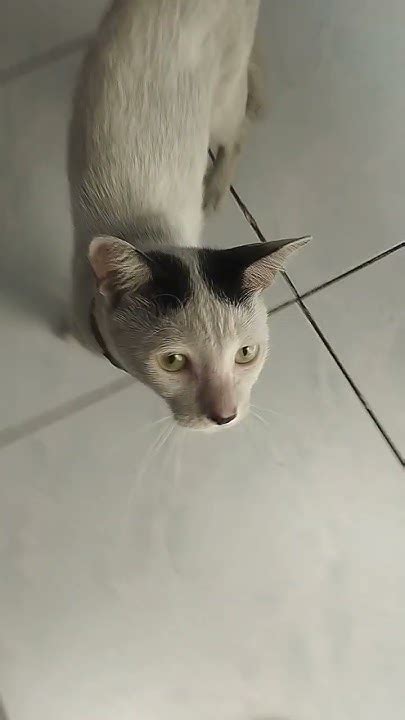 Main Dulu Sama Cemong Youtube