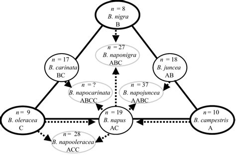Hybrid Combinations Between Unrelated Species Of The Genus Brassica