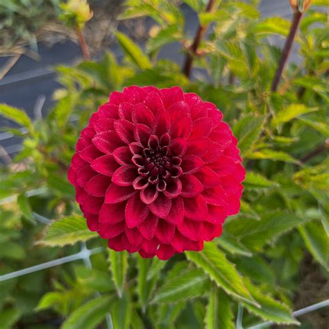 Rivers Ruby Dahlia Tuber — The Pollinator Patch