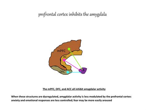 Neurobiology And Functional Brain Circuits In Mood Disorders Pptx