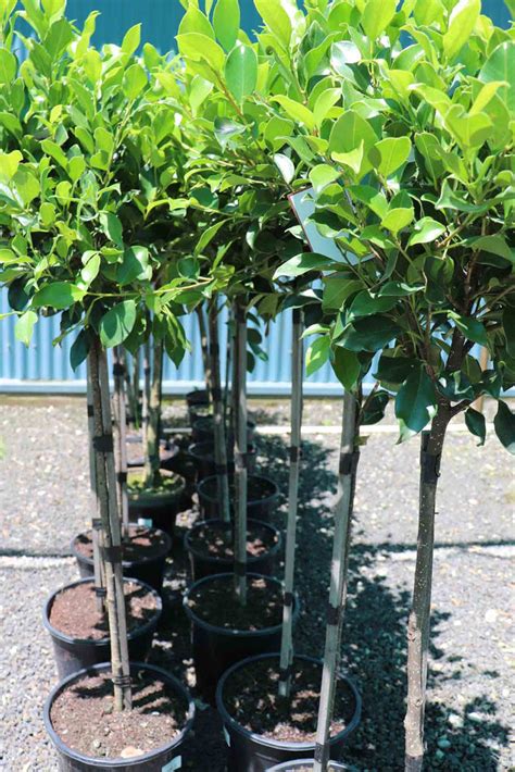 Ficus Hillii Emerald Green Standards Dinsan Nursery
