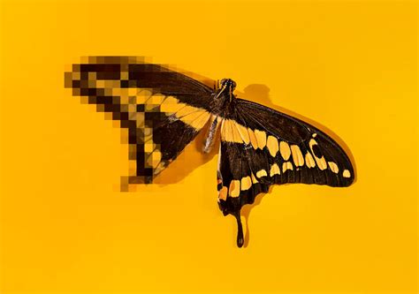 Diferencia Entre Bitmap Y Vector Gráficas Papallona Valencia