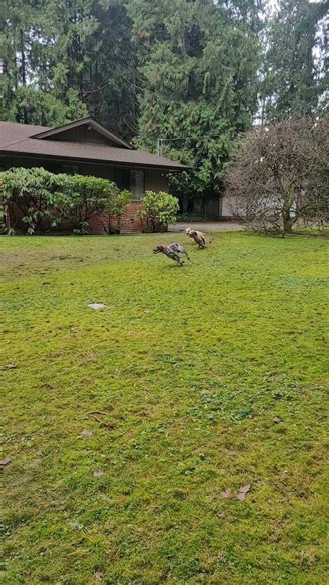 Poodles Vs Pointers Rgermanshorthairs
