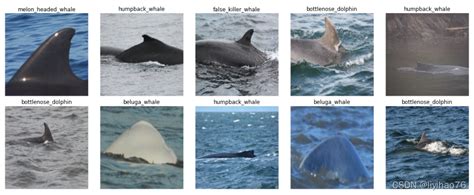 Pytorch Kaggle大型图像数据集 数据分析可视化kangle数据集 Csdn博客