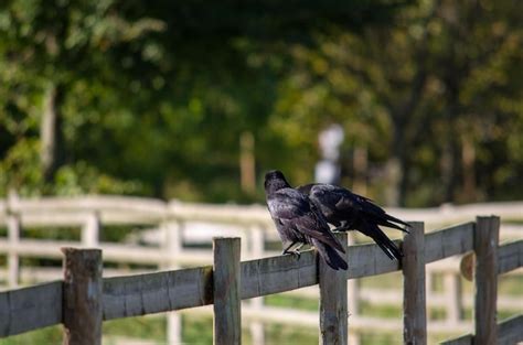 Premium Photo Crows Perching On Wooden Railing