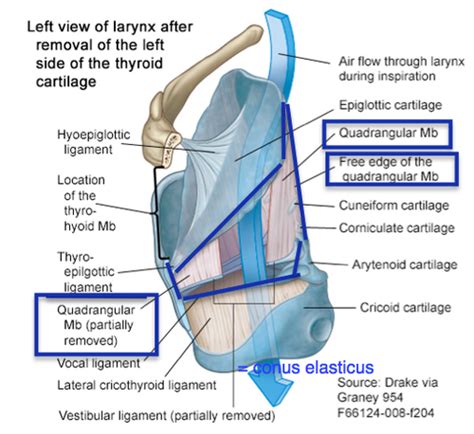 Conus Elasticus Quadrangular Membrane