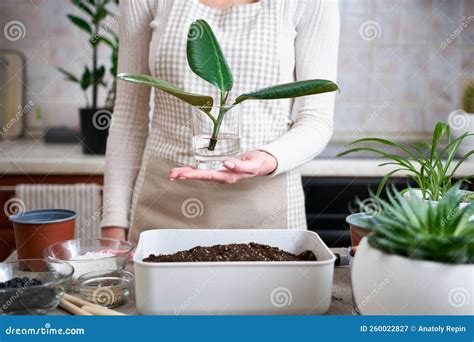 Woman Holding Ficus Elastica Seedling With Roots Ready For Transplantation In Glass Of Water