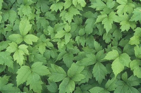 Most Poisonous Plants And Weeds You Should Never Touch Southern Living