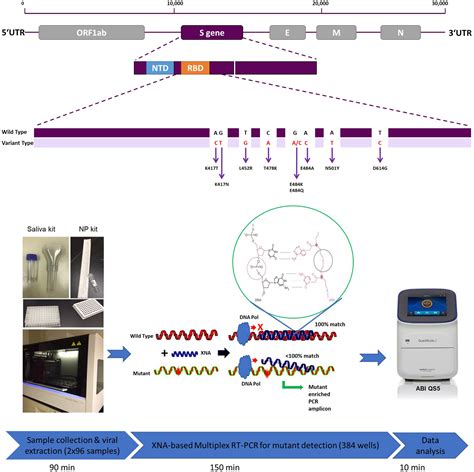 Rapid Detection Of Sars Cov 2 Variants By Molecular Clamping Technology Based Rt Qpcr