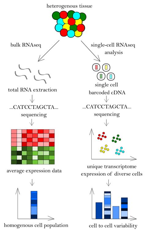 Single Cell Heterogeneity Of Cutaneous T Cell Lymphomas Revealed Using