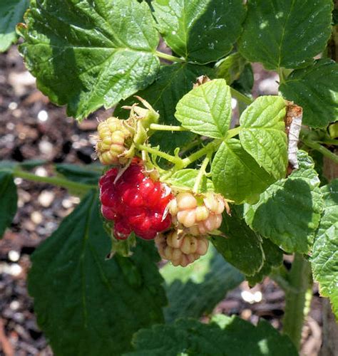 How To Grow Rubus Idaeus