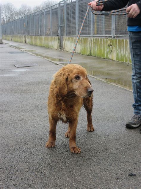 Gordon Mâle Croisé Cocker Fauve 11 Ans Sppa à Amiens 80