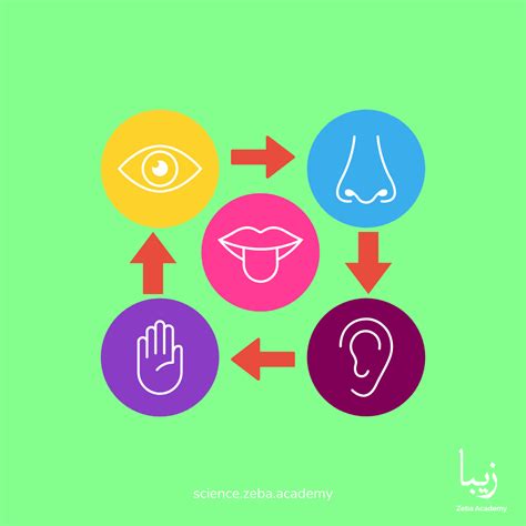 super senses exploring the wonders of human perception science by