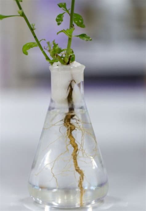 🧅fibrous Root Examples Discover The Names Of Plants With Fibrous Roots