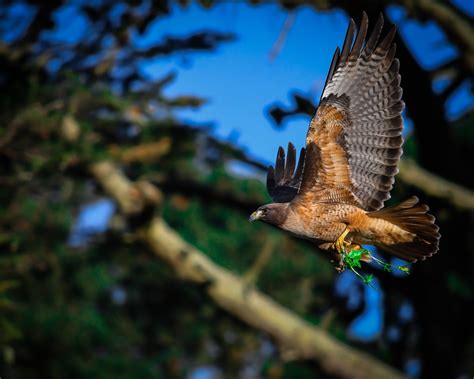 Red Tailed Hawk In Flight With Gopher Etsy
