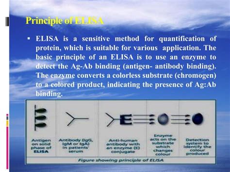Elisa Principle And Method By Kk Sahu Ppt