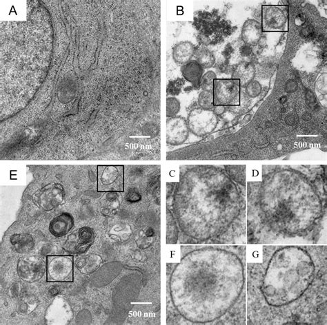 Figure 2 From Induction Of Autophagy Enhances Porcine Reproductive And