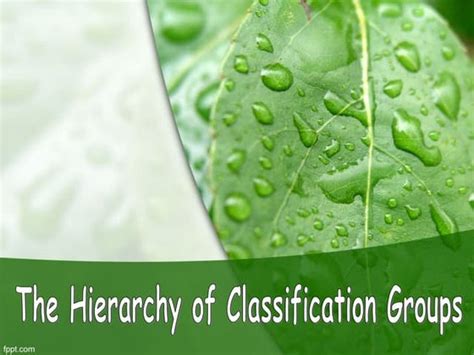 system of classification taxonomy ppt