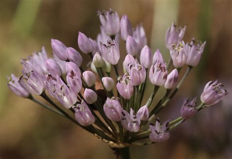 Растенията в България Определител на растителните видове