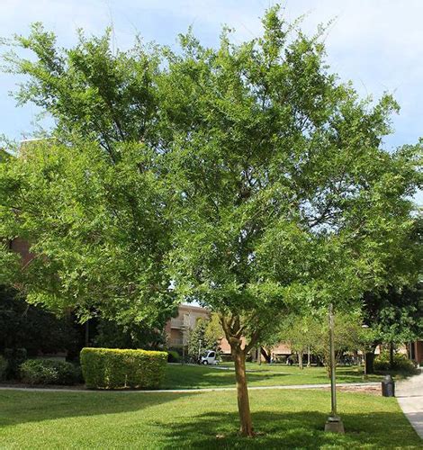 Chinese Elm Tree Identification My Xxx Hot Girl