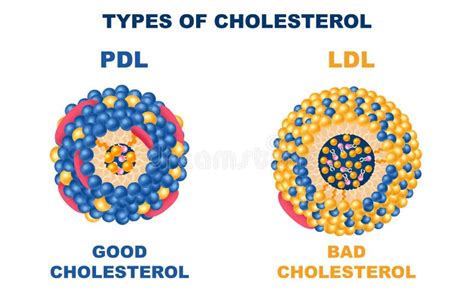 Chylomicron Structure Stock Illustrations 25 Chylomicron Structure Stock Illustrations