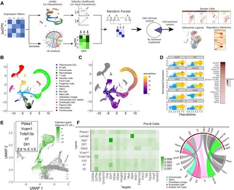 Entrain Integrating Trajectory Inference And Gene Regulatory Networks