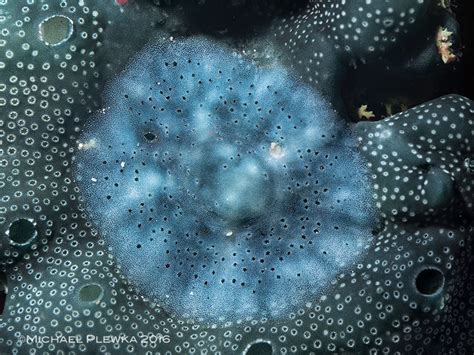 Polyclad Flatworms Turbellaria Of The Coral Triangle Polyclad