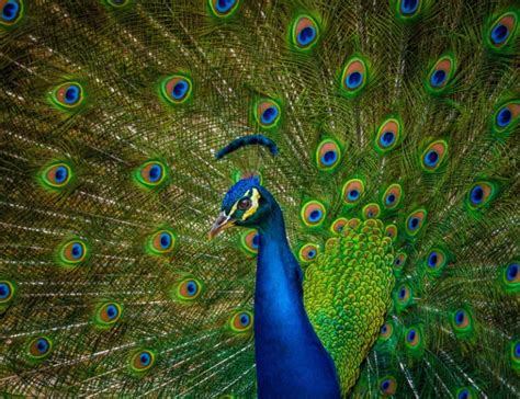 12 Surprising Peacock Facts About These Majestic Birds