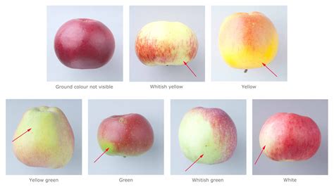 What Color Are Apples GreenThumbsGuide