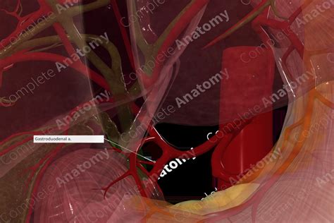 Gastroduodenal Artery Complete Anatomy