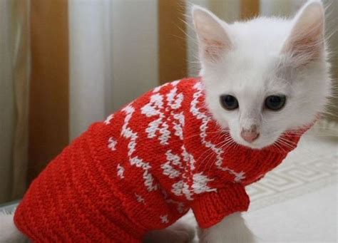 Одежда для котят