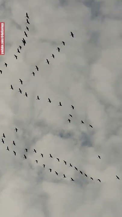 Arctic Terns Migratingshorts Youtube