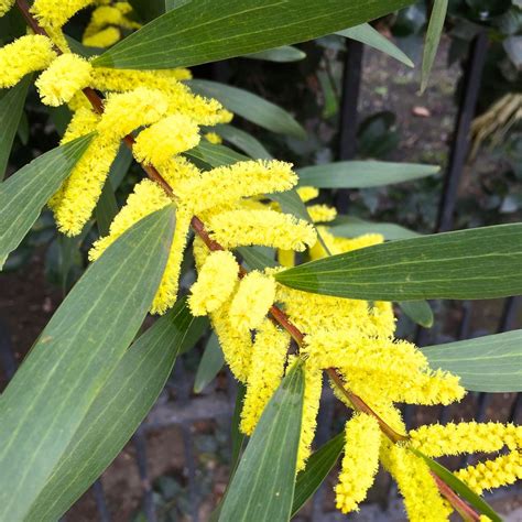 Daily Flower Candy Acacia Lonolia