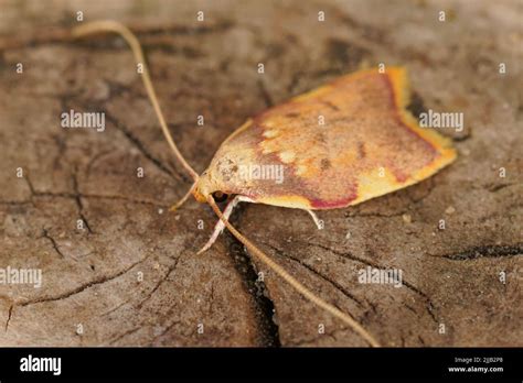 Closeup On The Colorful Yellow And Pink Small Oak Skeletonizer Moth