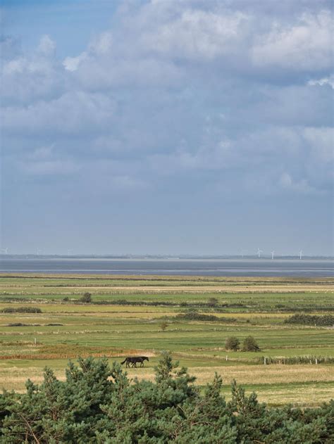 Daan Camps