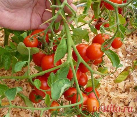 13 проверенных сортов томатов которые я рекомендую посадить Описание Огород Постила