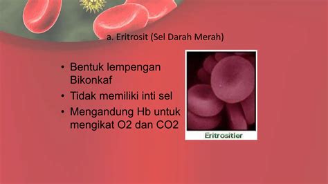 Fisiologi Jaringan Tubuh Manusia Modul 5 Pptx Free Download