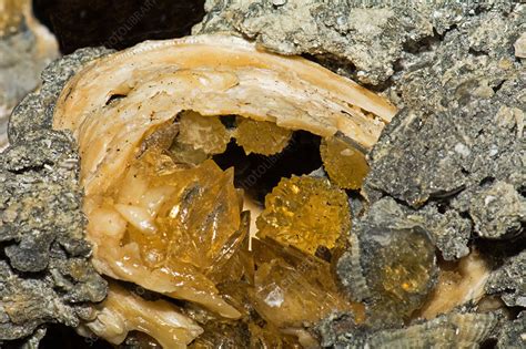 Fossil Clam With Calcite Stock Image C Science Photo Library