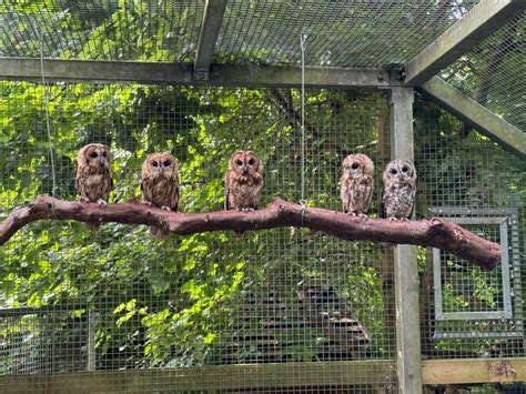 I Love This Job Fantastic Sight This Morning A Parliament Of Owls