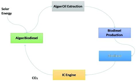 Production Of Algae Biodiesel Download Scientific Diagram