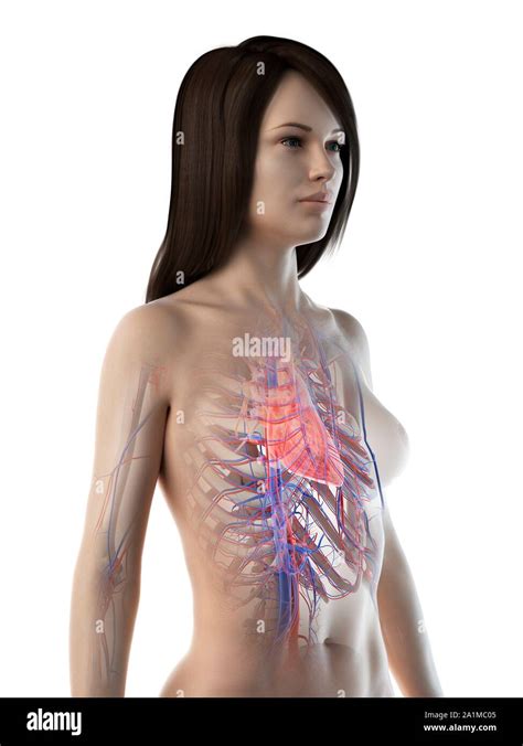 Female Heart Anatomy Computer Illustration Stock Photo Alamy