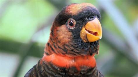 Enzyme Key To Parrot Feather Color Variation