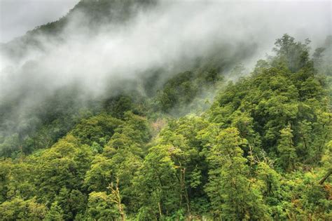 Temperate Deciduous Forest Climate Climate Deciduous Forest