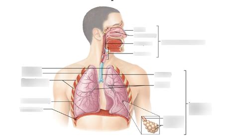Bio 202 Lab 3 Exam Lower Upper Respiratory Diagram Quizlet