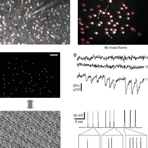 Slm Phase Mask Formation The Algorithm Starts With The Known Intensity