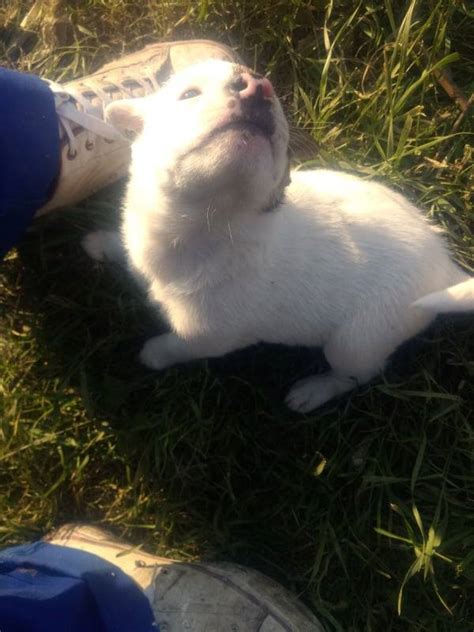 За осиновяване подаряване кученца Кучета Обяви за осиновяване