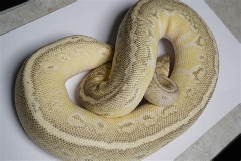 Soul Sucker Pastel Yb Proven Girl Ball Python By Best Dressed Balls
