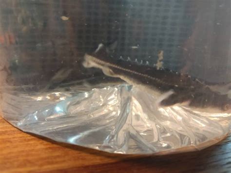 오빠가 물고기 키운다고 철갑상어 데려왔어 인스티즈instiz 일상 카테고리